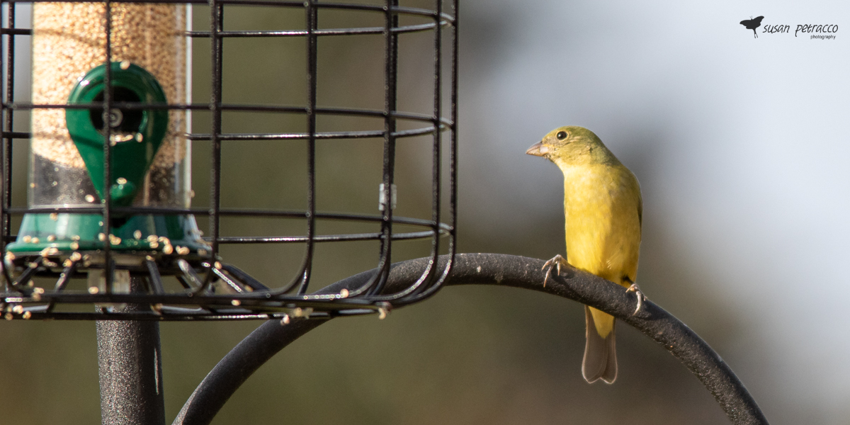 How to Attract Painted Buntings to Your Yard - The Helpful Birder
