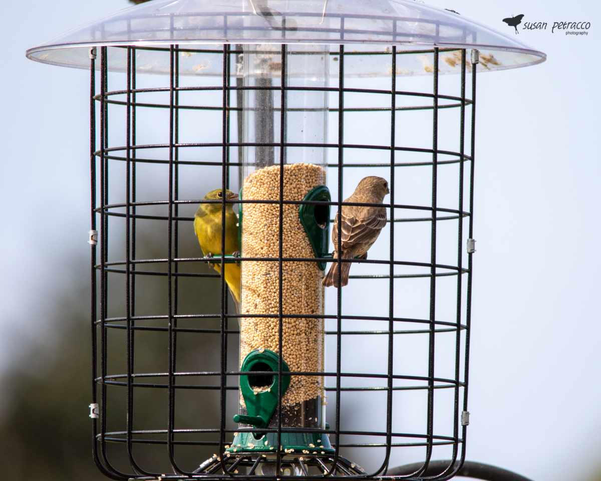 How to Attract Painted Buntings to Your Yard - The Helpful Birder