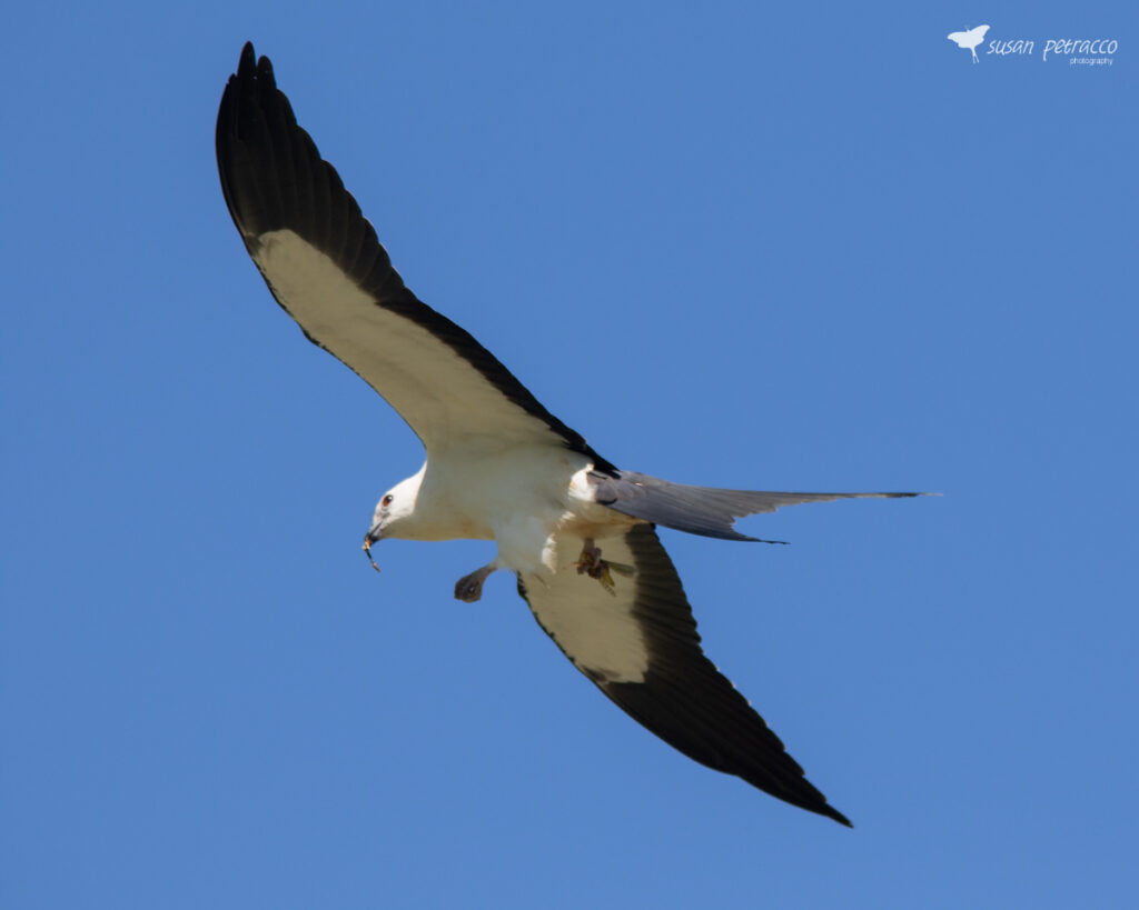 Species Spotlight: Swallow-tailed Kites - The Helpful Birder