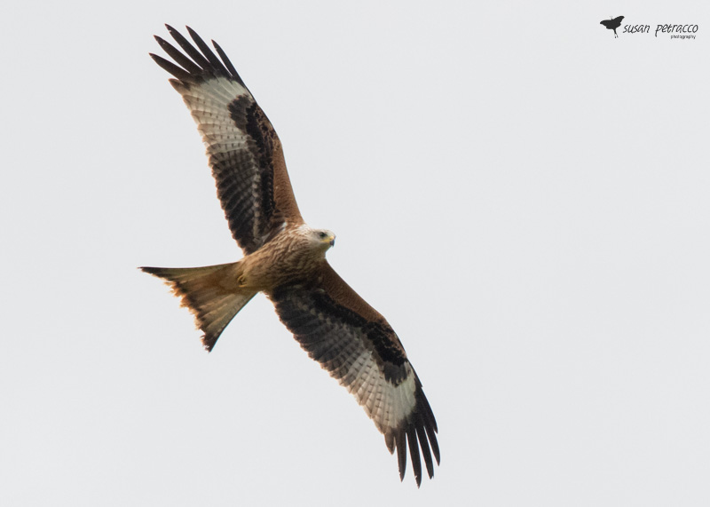 How to Photograph Birds in Flight - The Helpful Birder
