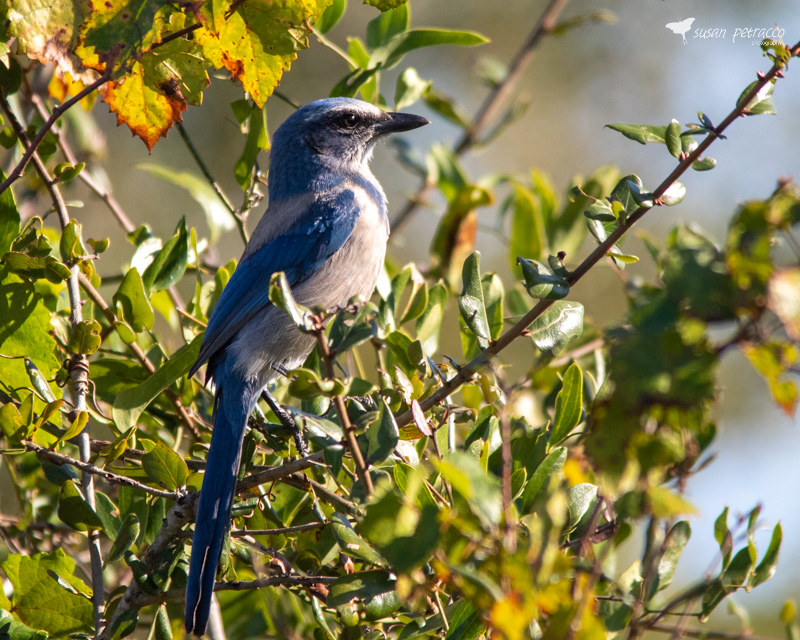 Species Spotlight: Florida Scrub-Jays - The Helpful Birder