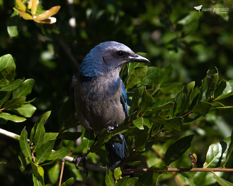 My Favorite Bird Photography Gear - The Helpful Birder