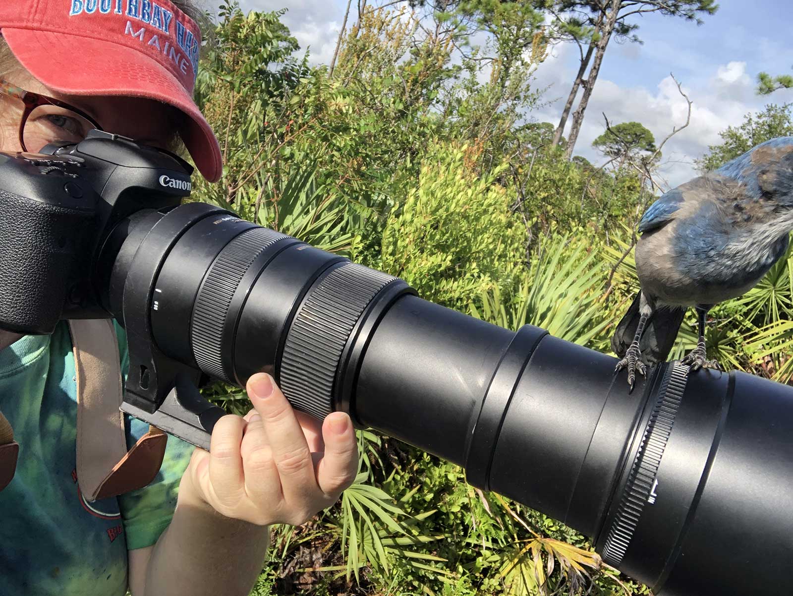 My Favorite Bird Photography Gear - The Helpful Birder