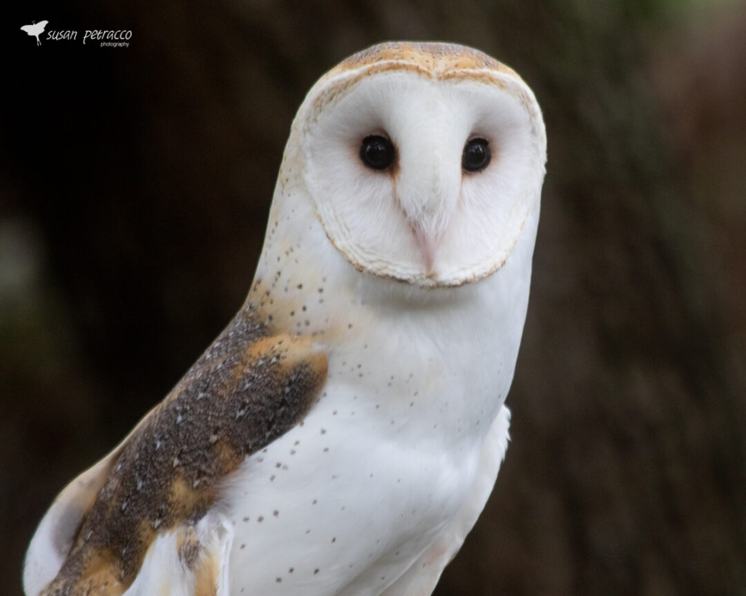 Florida Birds of Prey - The Helpful Birder