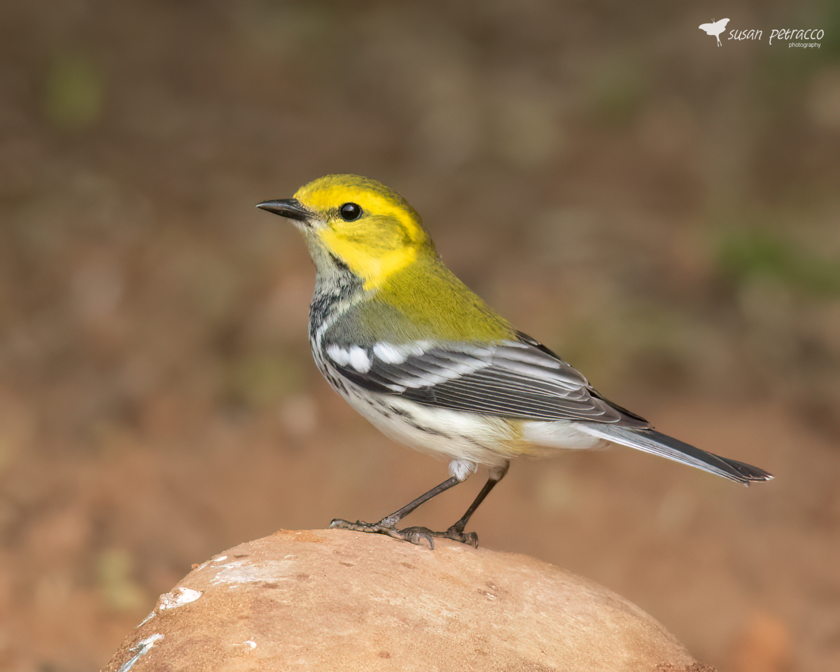 18 Beautiful Green Birds in Florida (With Photos!) - The Helpful Birder