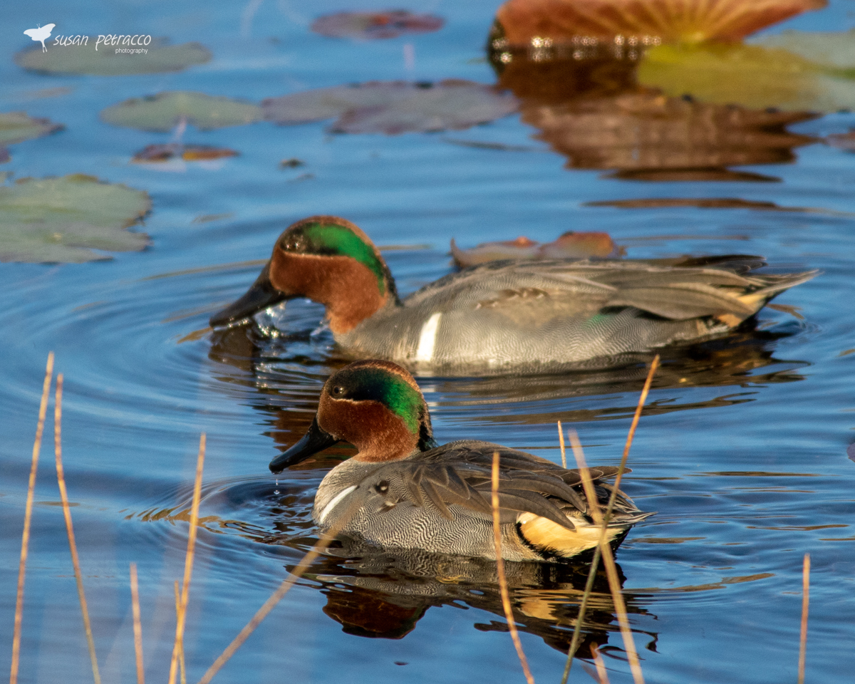 18 Beautiful Green Birds in Florida (With Photos!) - The Helpful Birder