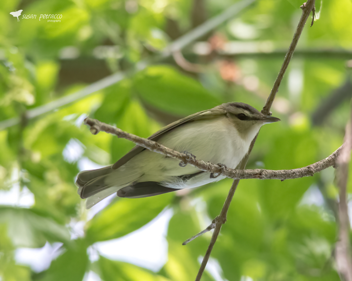 18 Beautiful Green Birds in Florida (With Photos!) - The Helpful Birder