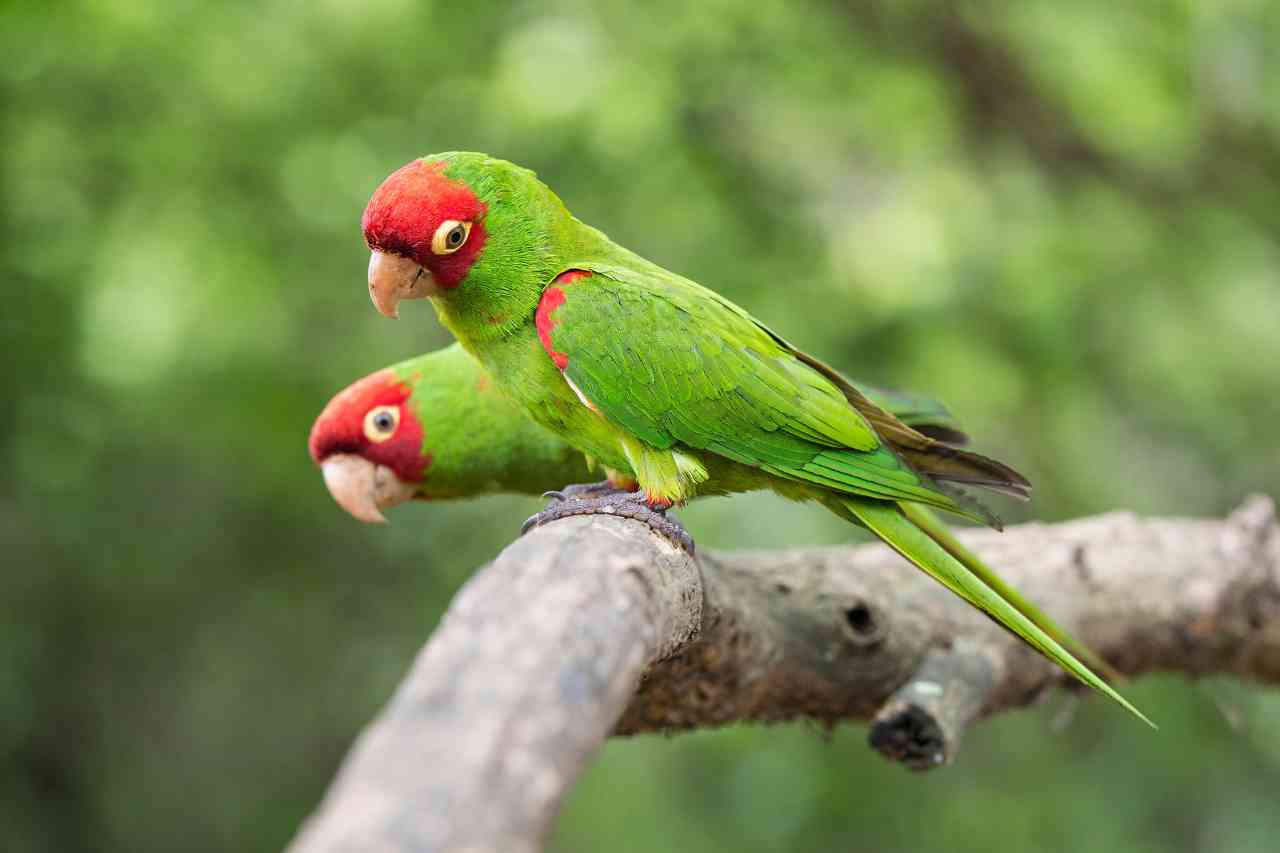 18 Beautiful Green Birds in Florida (With Photos!) - The Helpful Birder