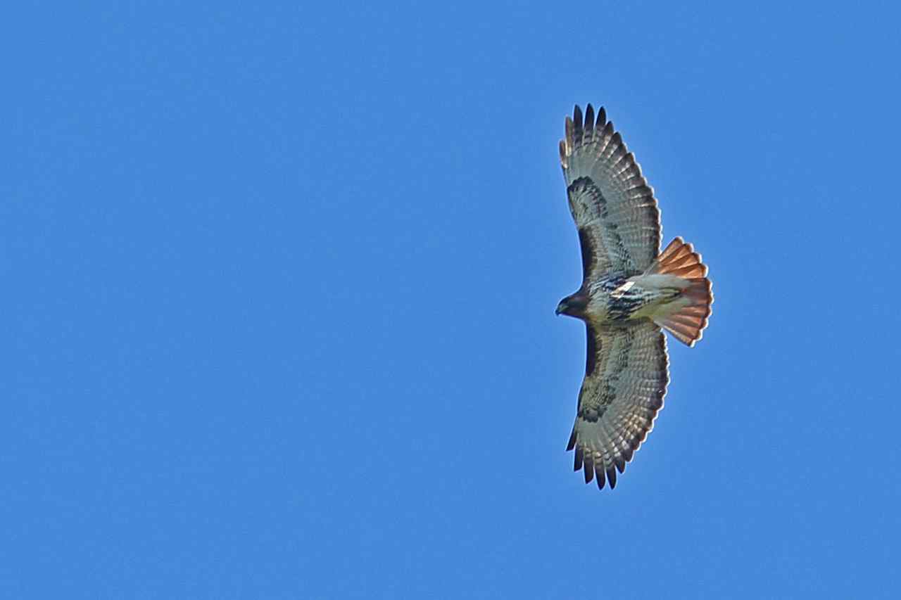 Florida Birds of Prey - The Helpful Birder