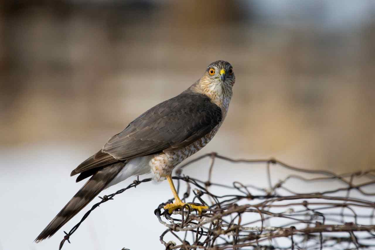 Florida Birds of Prey - The Helpful Birder
