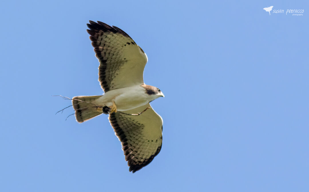 Florida Birds of Prey - The Helpful Birder