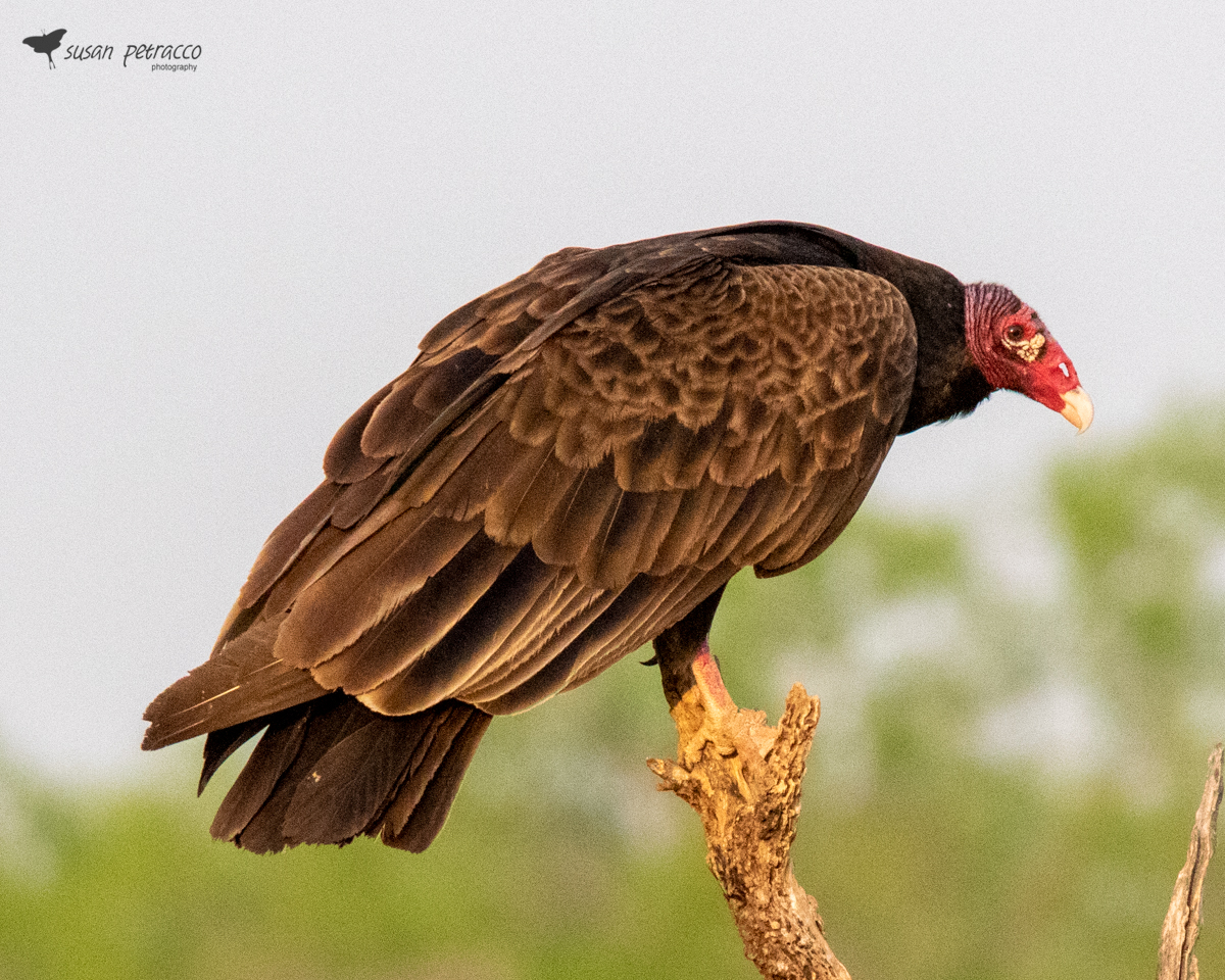 Florida Birds of Prey - The Helpful Birder